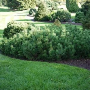 Versatile Mugo Pines, Pruning Dwarf Trees and Beautiful Yard ...