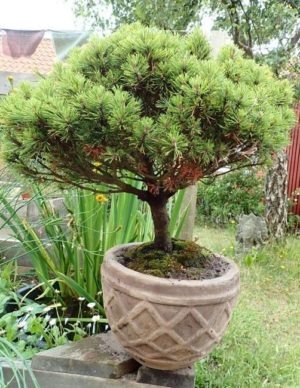 Versatile Mugo Pines, Pruning Dwarf Trees and Beautiful Yard ...