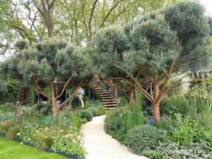 Ornamental Pines, 45 Yard Landscaping Ideas to Beautify Outdoor Spaces
