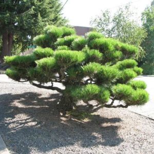 Ornamental Pines, 45 Yard Landscaping Ideas to Beautify Outdoor Spaces