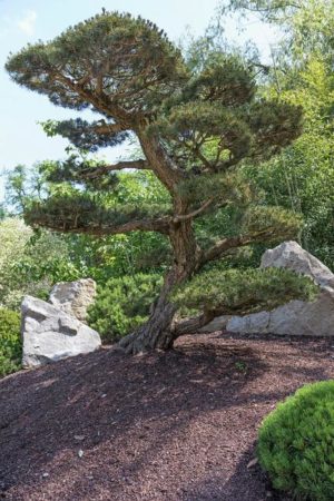 Ornamental Pines, 45 Yard Landscaping Ideas to Beautify Outdoor Spaces