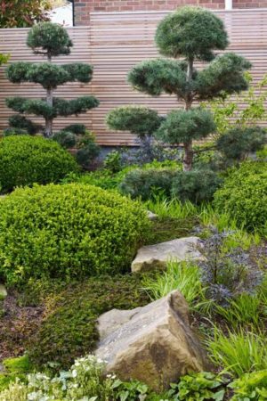 Ornamental Pines, 45 Yard Landscaping Ideas to Beautify Outdoor Spaces