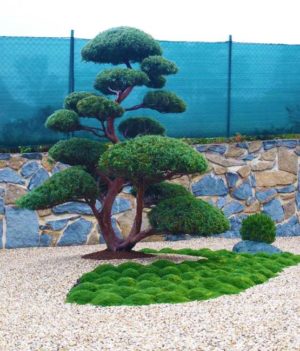 Ornamental Pines, 45 Yard Landscaping Ideas to Beautify Outdoor Spaces