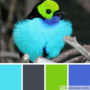 Modern Color Trends, 50 Invigorating Color Schemes Inspired by Birds