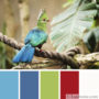 Modern Color Trends, 50 Invigorating Color Schemes Inspired by Birds