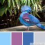 Modern Color Trends, 50 Invigorating Color Schemes Inspired by Birds