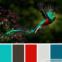 Modern Color Trends, 50 Invigorating Color Schemes Inspired by Birds