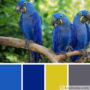 Modern Color Trends, 50 Invigorating Color Schemes Inspired by Birds