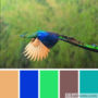 Modern Color Trends, 50 Invigorating Color Schemes Inspired by Birds