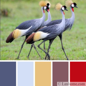 Modern Color Trends, 50 Invigorating Color Schemes Inspired by Birds