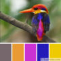 Modern Color Trends, 50 Invigorating Color Schemes Inspired by Birds