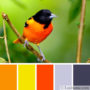 Modern Color Trends, 50 Invigorating Color Schemes Inspired by Birds