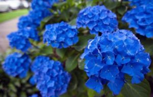 50 Blue Ideas for Beautiful Room Decorating and Outdoor Spaces