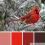 Modern Color Trends, 50 Invigorating Color Schemes Inspired by Birds