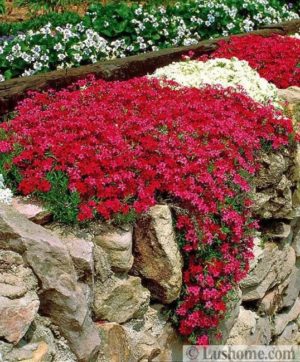 Beautiful Red and White Yard Decorations, 55 Ideas for Summer ...