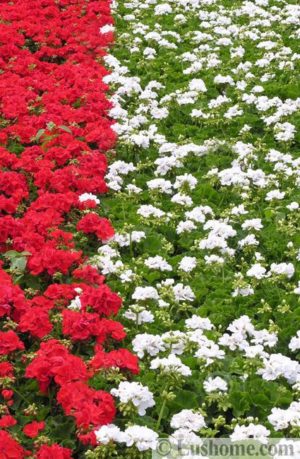 Beautiful Red and White Yard Decorations, 55 Ideas for Summer ...