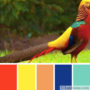 Modern Color Trends, 50 Invigorating Color Schemes Inspired by Birds