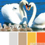 Modern Color Trends, 50 Invigorating Color Schemes Inspired by Birds