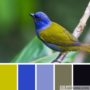 Modern Color Trends, 50 Invigorating Color Schemes Inspired by Birds