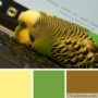 Modern Color Trends, 50 Invigorating Color Schemes Inspired by Birds