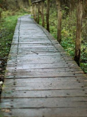Wildlife Friendly Wood Garden Paths and Boardwalks, 50 Inspiring ...