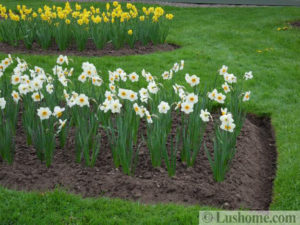 How to Design Early Spring Flower Beds, Beautiful Yard Landscaping Ideas