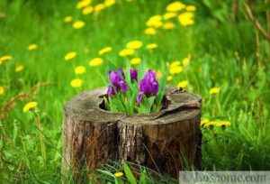 55 Beautiful Garden Decorations and Spring Yard Landscaping Ideas to ...