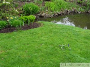First Greenery and Beautiful Flowers in Spring Gardens, Yard ...