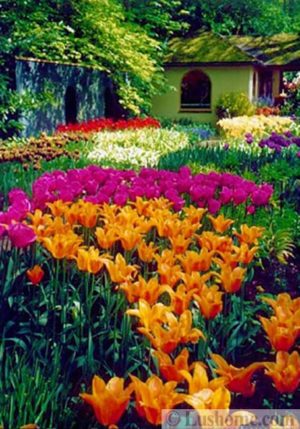 First Greenery and Beautiful Flowers in Spring Gardens, Yard ...