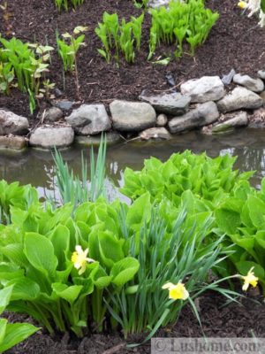 First Greenery and Beautiful Flowers in Spring Gardens, Yard ...