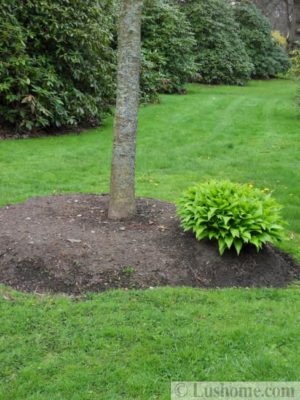 First Greenery and Beautiful Flowers in Spring Gardens, Yard ...