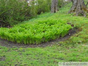 First Greenery and Beautiful Flowers in Spring Gardens, Yard ...