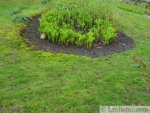 First Greenery and Beautiful Flowers in Spring Gardens, Yard ...
