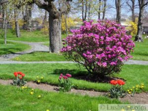 First Greenery and Beautiful Flowers in Spring Gardens, Yard ...