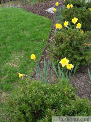 First Greenery and Beautiful Flowers in Spring Gardens, Yard ...