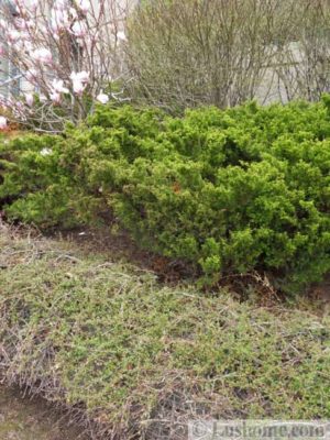 First Greenery and Beautiful Flowers in Spring Gardens, Yard ...