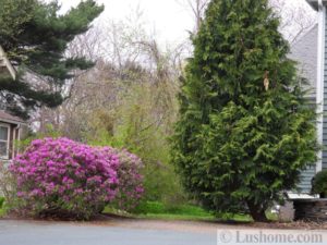 First Greenery and Beautiful Flowers in Spring Gardens, Yard ...