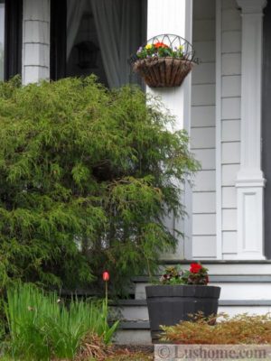 First Greenery and Beautiful Flowers in Spring Gardens, Yard ...