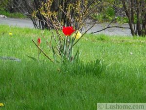 First Greenery and Beautiful Flowers in Spring Gardens, Yard ...