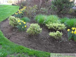 First Greenery and Beautiful Flowers in Spring Gardens, Yard ...