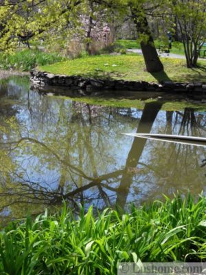 First Greenery and Beautiful Flowers in Spring Gardens, Yard ...