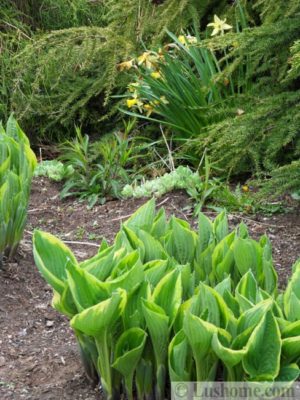 First Greenery and Beautiful Flowers in Spring Gardens, Yard ...