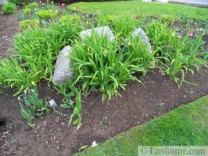 First Greenery and Beautiful Flowers in Spring Gardens, Yard ...