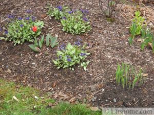 First Greenery and Beautiful Flowers in Spring Gardens, Yard ...