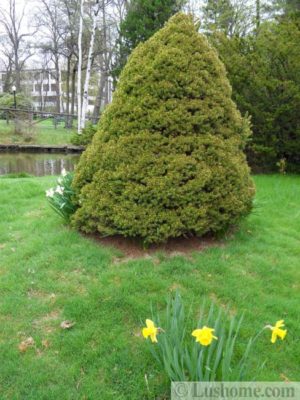 First Greenery and Beautiful Flowers in Spring Gardens, Yard ...