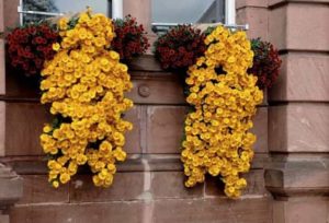 Window Planters with Beautiful Flowers Add European Charm to Exterior ...