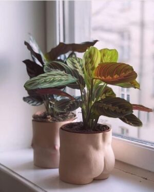 55 Original Planters, Unique Design Ideas that Add Personality to Room ...