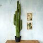 Cacti in Modern Interiors, 55 Ideas for Room Decorating with Desert Plants