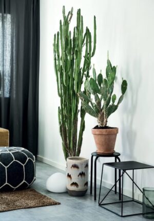 Cacti in Modern Interiors, 55 Ideas for Room Decorating with Desert Plants