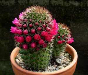 Cacti in Modern Interiors, 55 Ideas for Room Decorating with Desert Plants